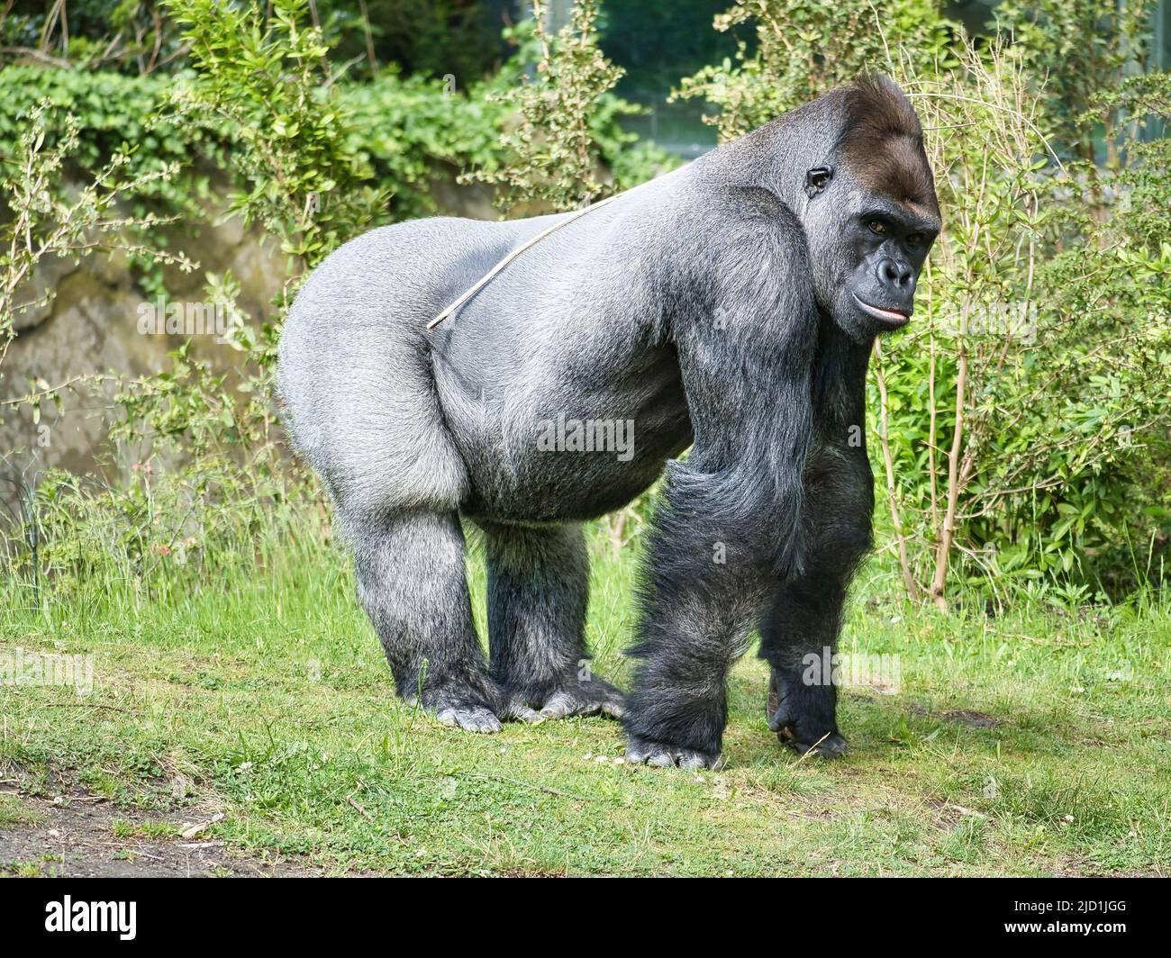 Gorilla, dos argenté. Le grand singe herbivore est impressionnant et ...