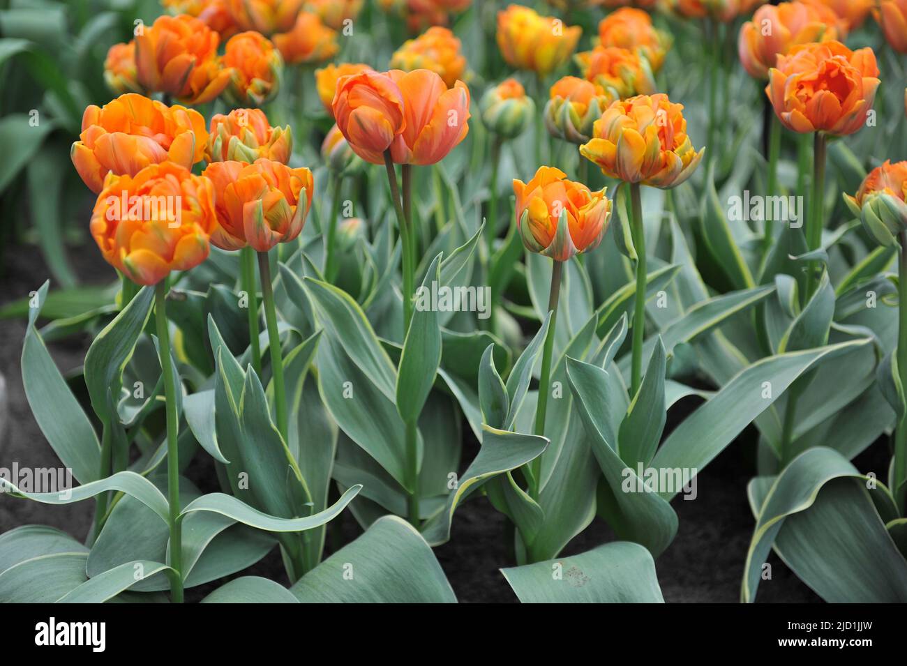 Tulipa princesse orange Banque de photographies et d’images à haute ...