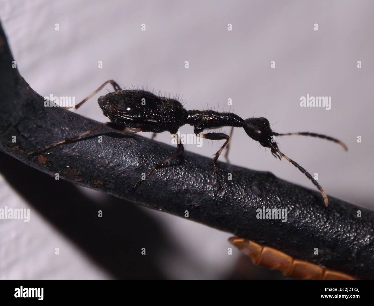 Insects belize Banque de photographies et d’images à haute résolution ...