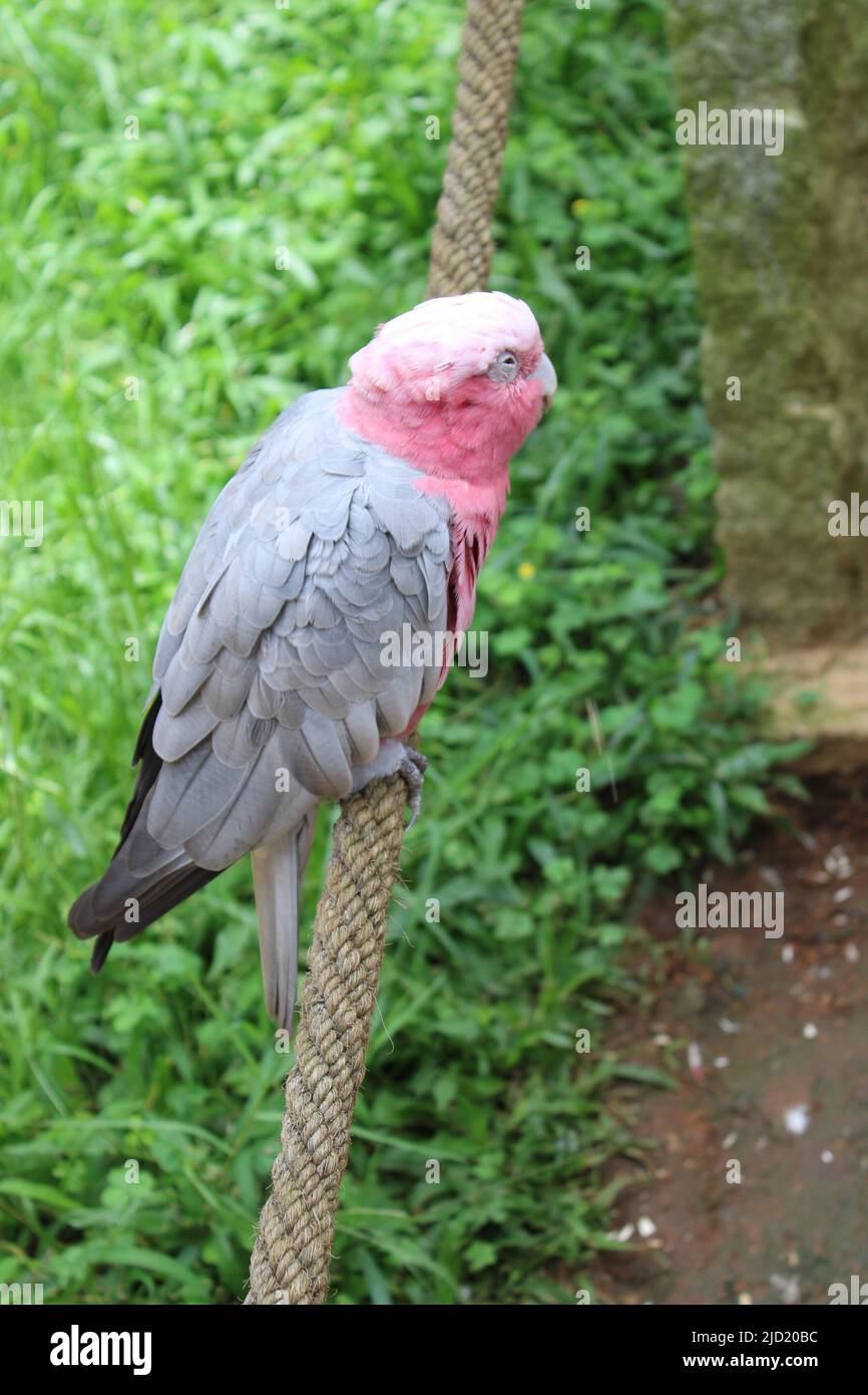 Perroquet gris africain (Psittacus erithacus) perché dans un arbre ...