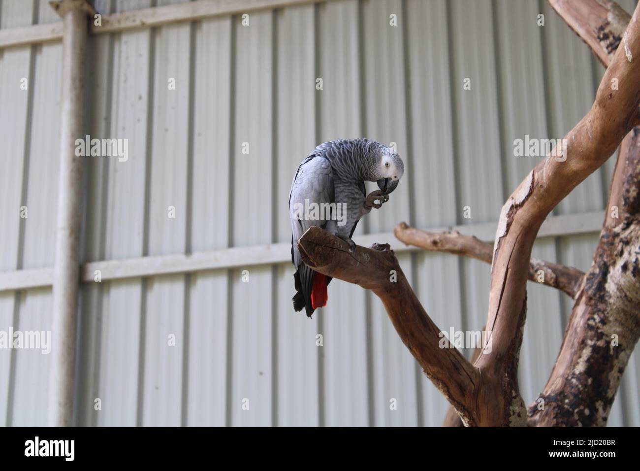 Perroquet gris africain (Psittacus erithacus) perché dans un arbre ...