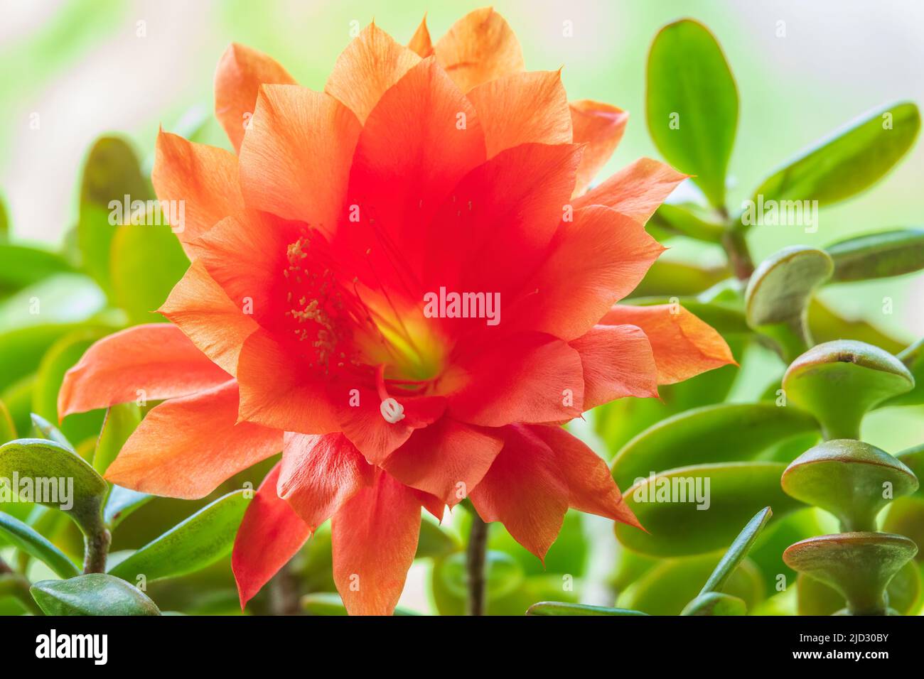 Fleur exotique en fleurs. Grande fleur de cactus rouge Photo Stock - Alamy