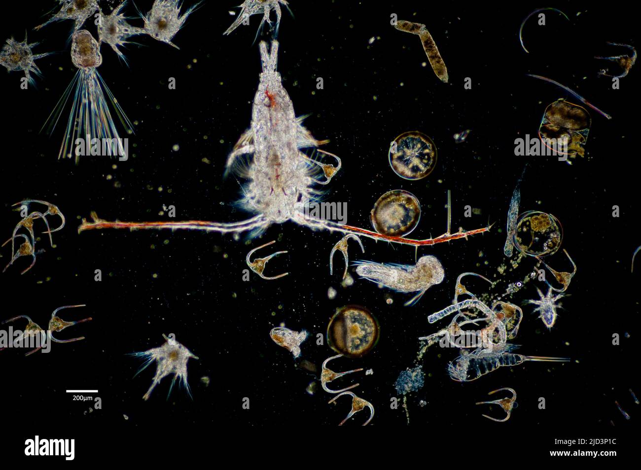 Marine plankton Banque de photographies et d’images à haute résolution ...