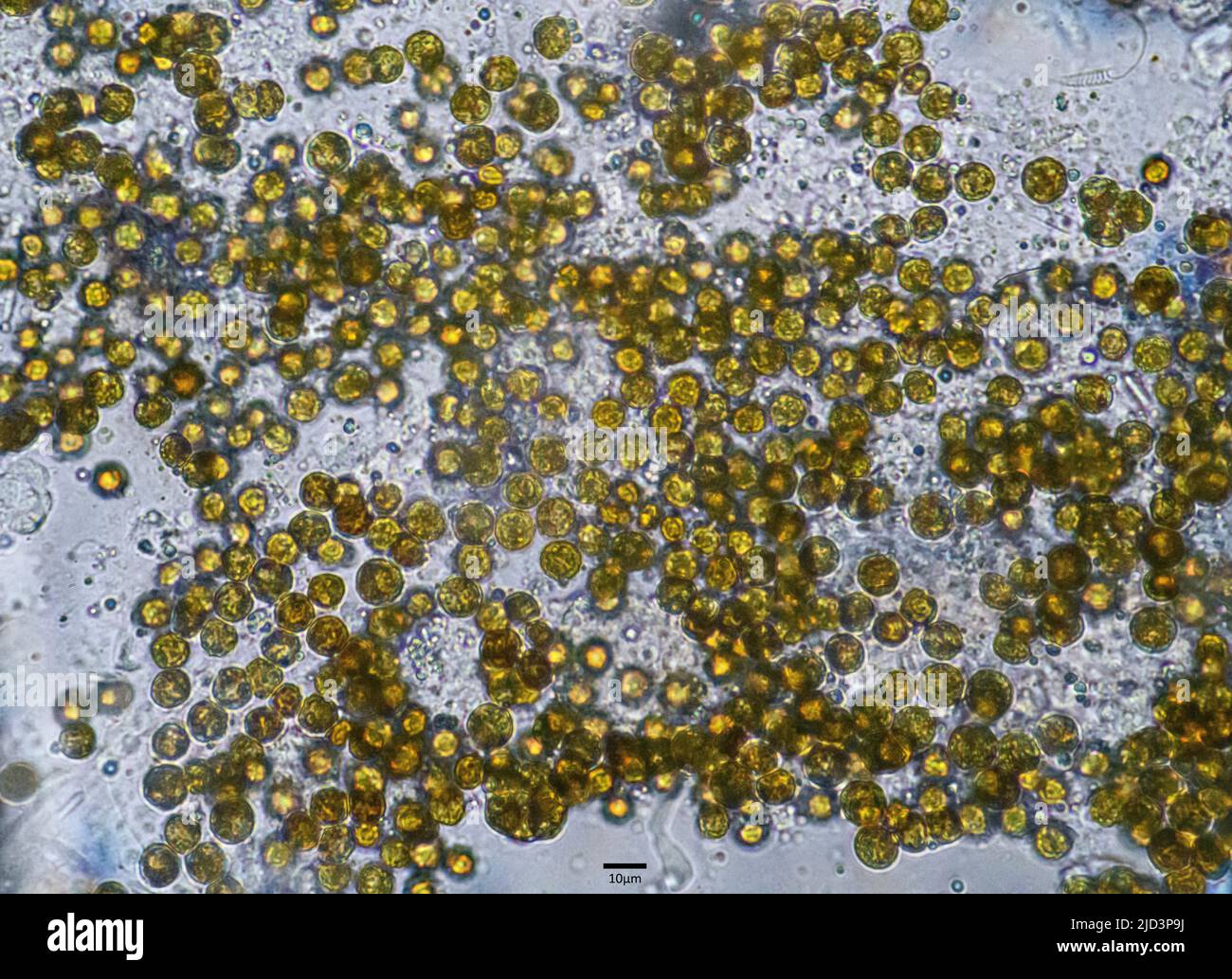 Breviolum dendrogyrum Banque de photographies et d’images à haute ...