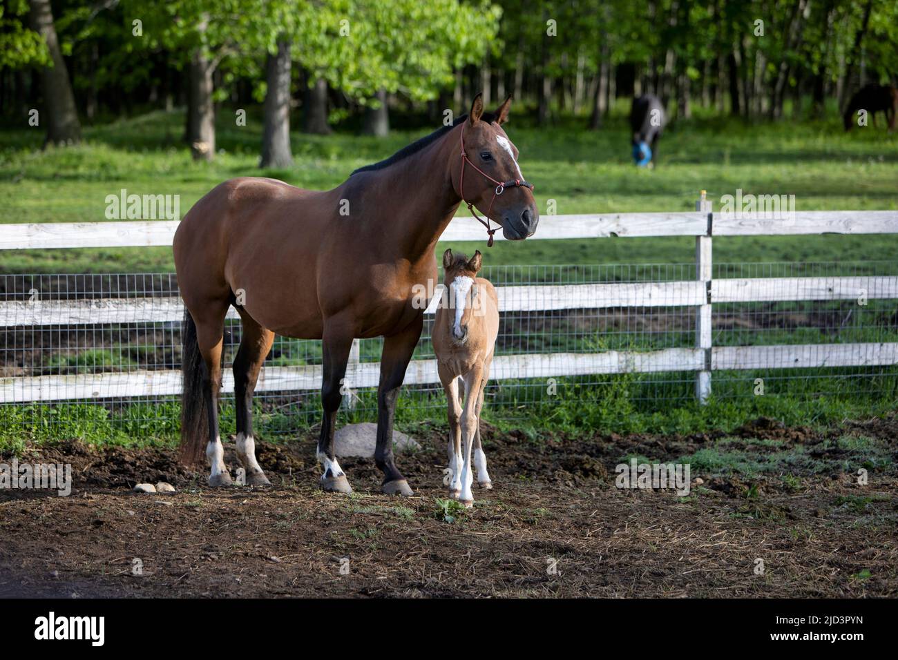 Jument cheval Banque de photographies et d’images à haute résolution ...