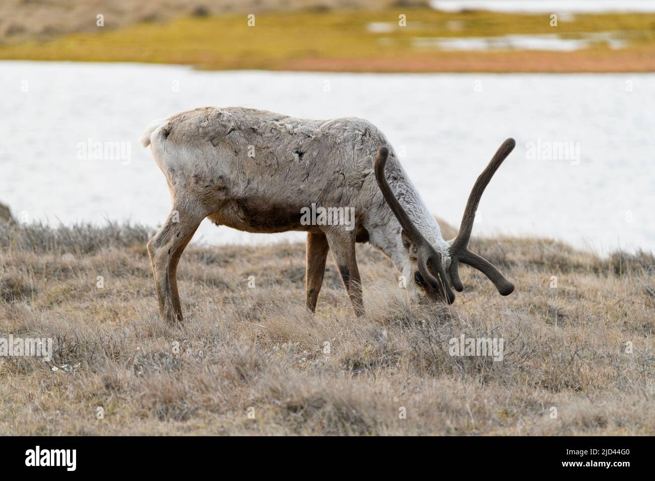 Caribou migration Banque de photographies et d’images à haute ...