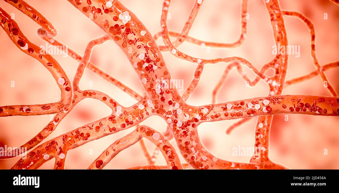 Sistema circulatorio arterial Banque de photographies et d’images à ...