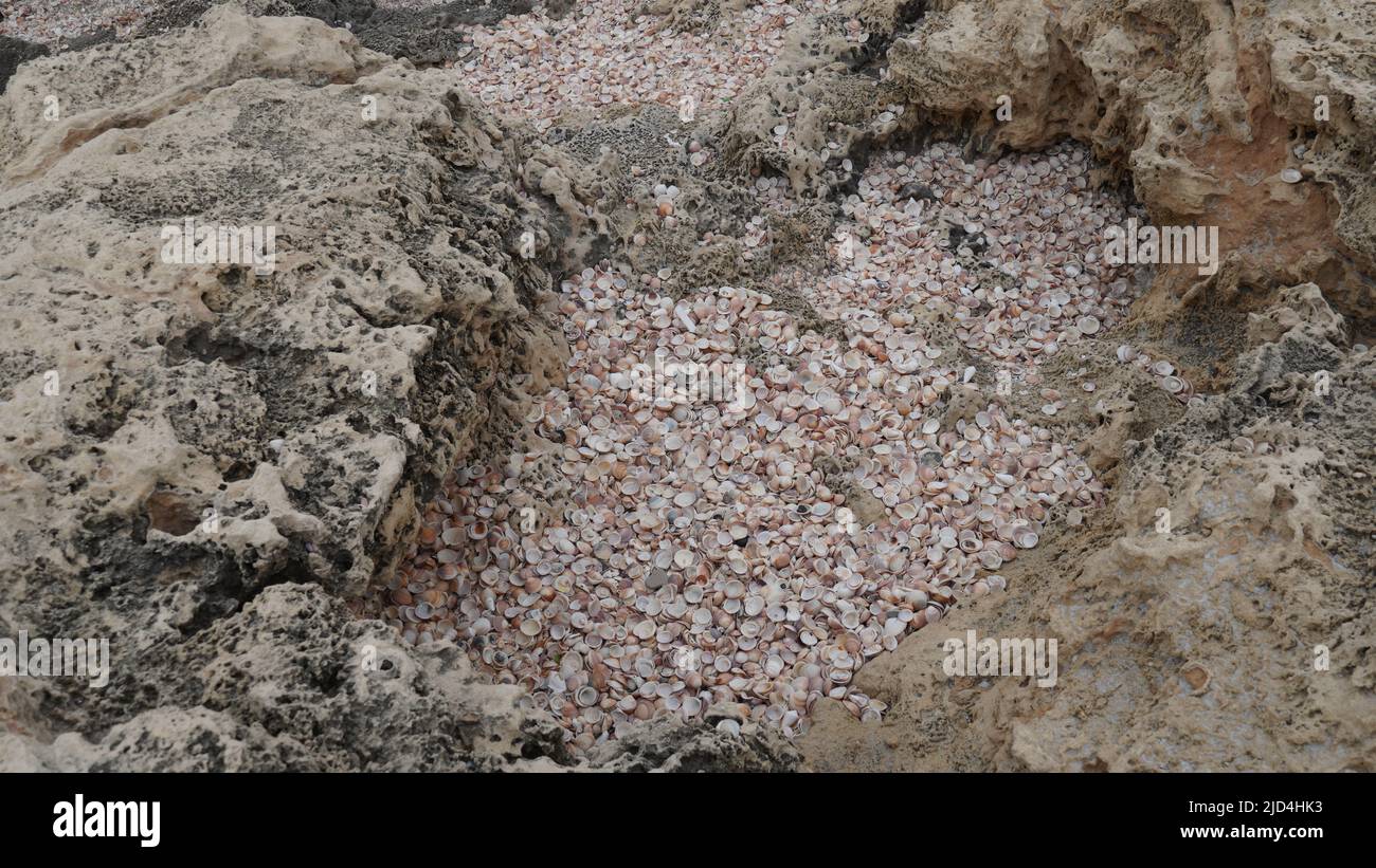 Plaques de roche volcanogènes de tel Dor(Israël) remplies de ...