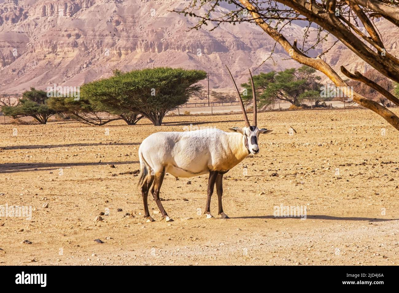 Gemsbok ou Oryx gazella dans la réserve naturelle de Hay-Bar Yotvata ...