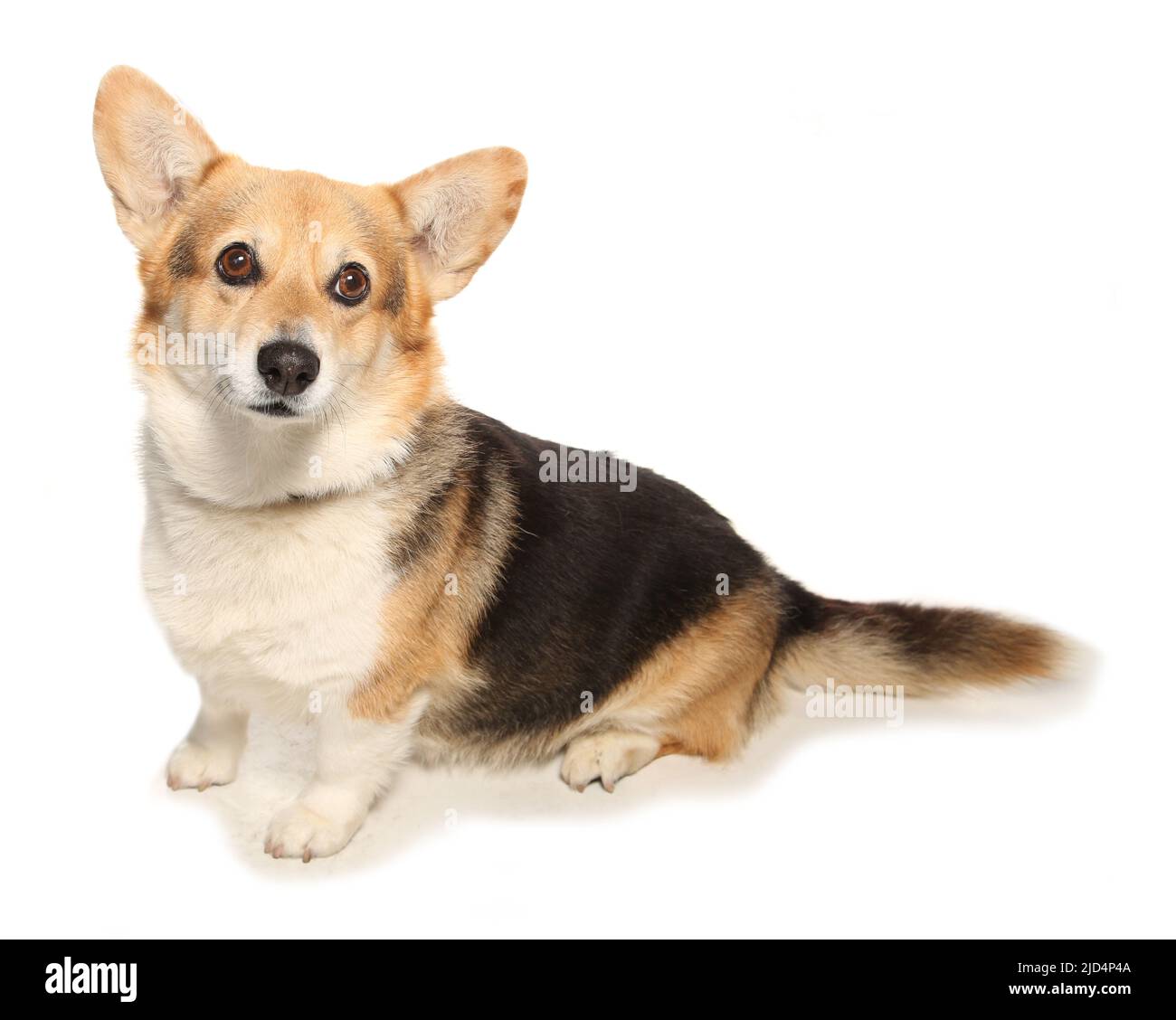 Pembrokeshire welsh corgi Banque de photographies et d’images à haute ...