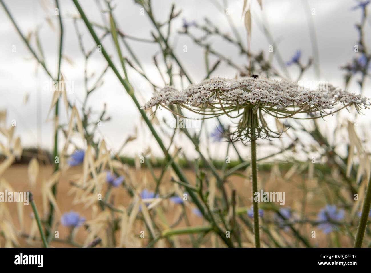Gros plan d'une fleur de carotte sauvage, Daucus carota, à l'aube dans ...