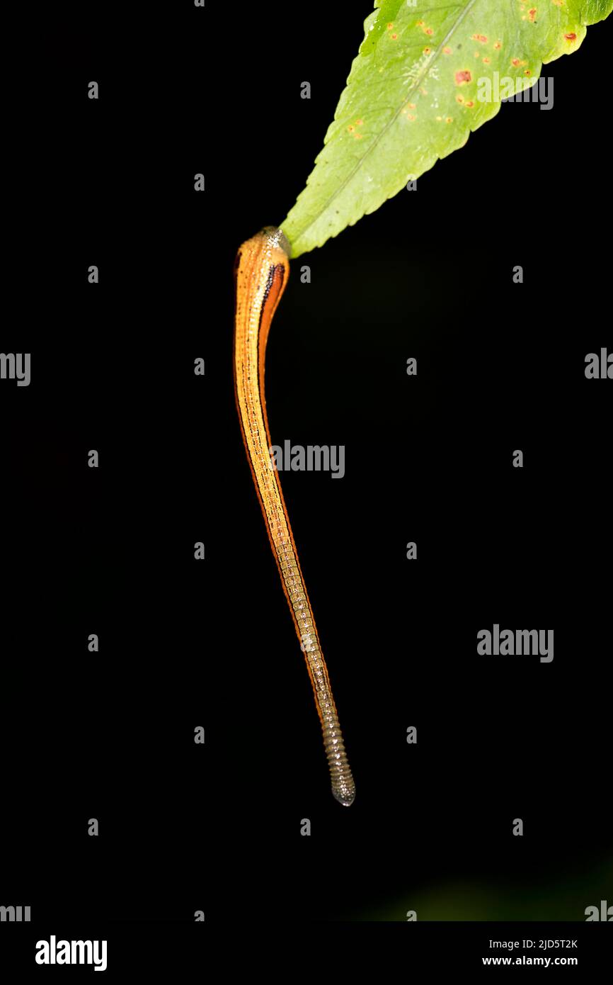 Haemadipsa picta Banque de photographies et d’images à haute résolution - Alamy