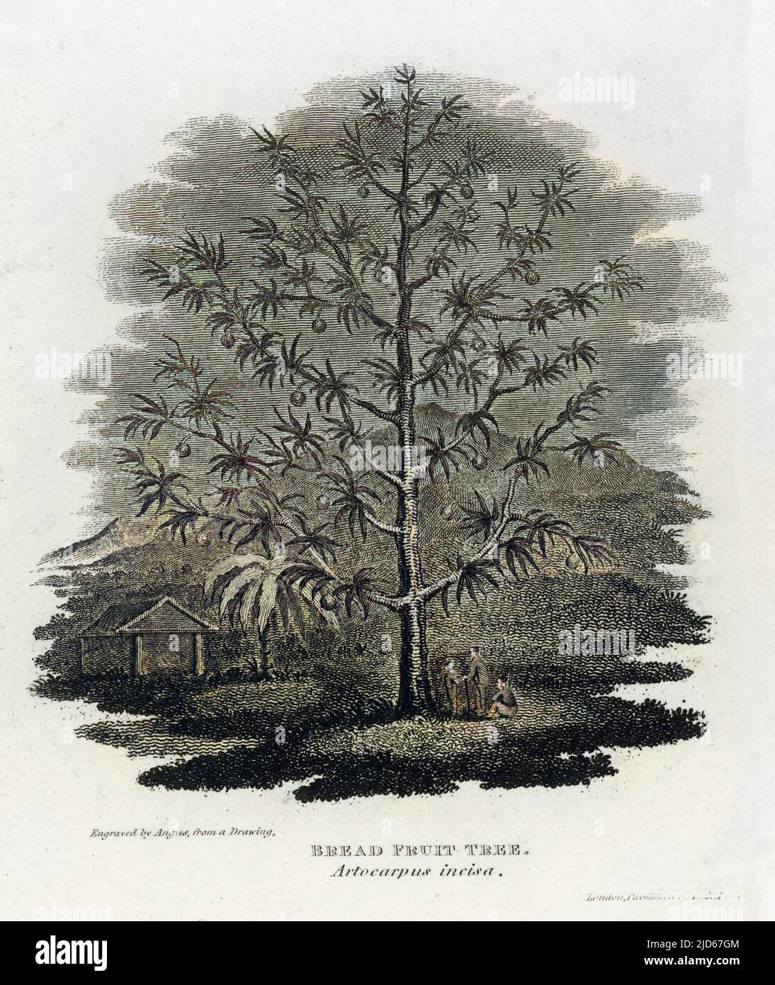 Arbre à pain (Artocarpus incisa) version colorisée de : 10020503 Date ...