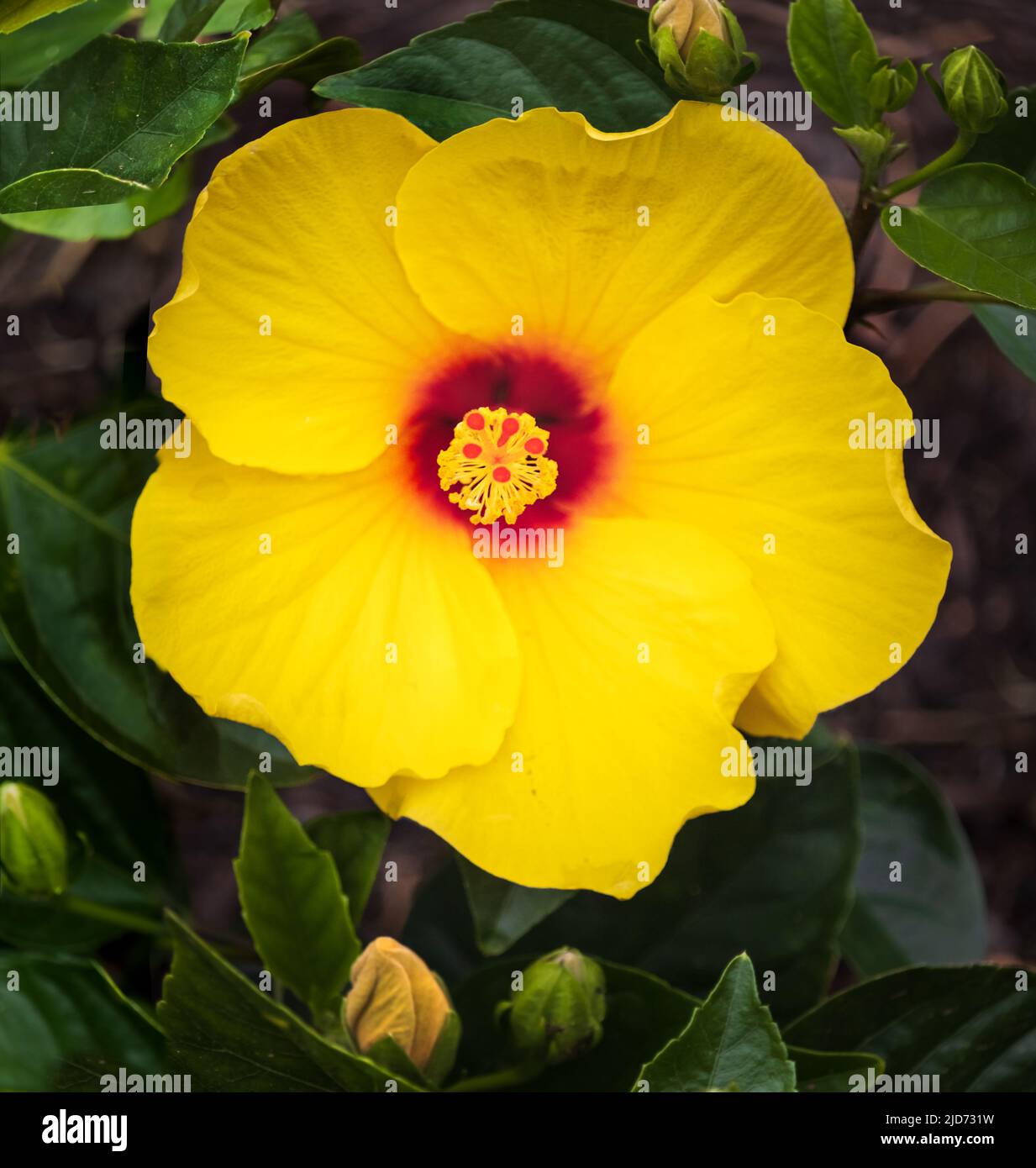 Haiti national flower Banque de photographies et d’images à haute ...
