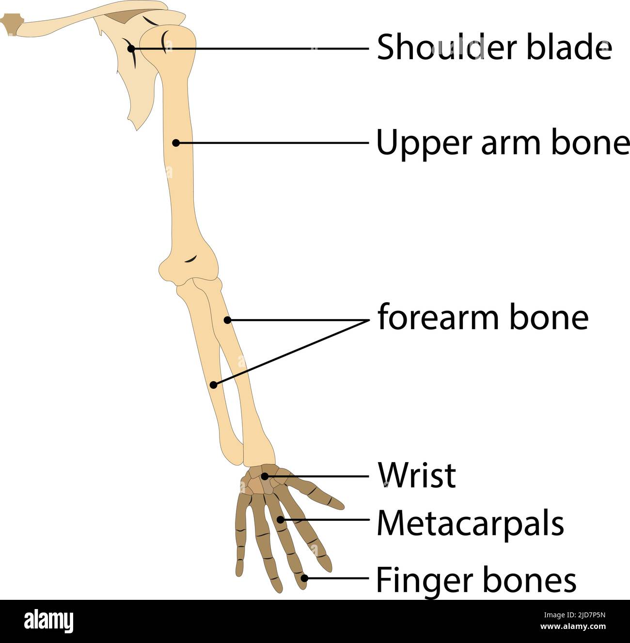 Squelette anatomie vue antérieure Banque d'images vectorielles - Alamy