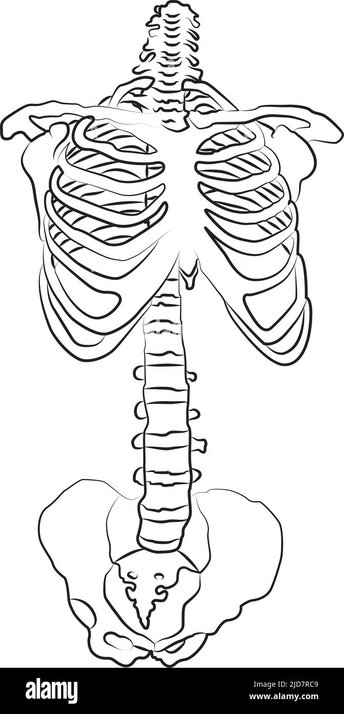 Corps humain et système squelettique. Illustration médicale précise du ...
