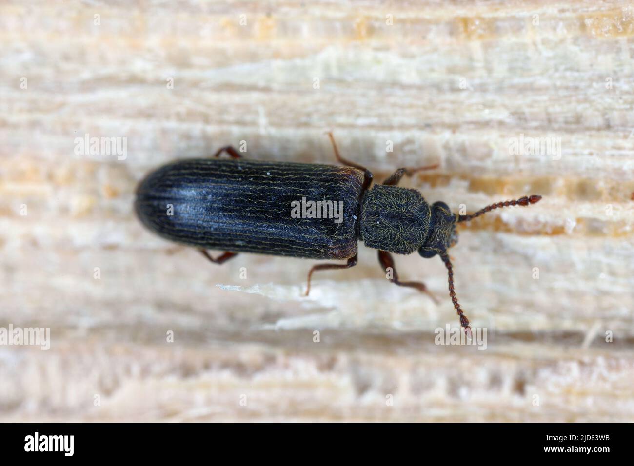 Insecte destructeur du bois Banque de photographies et d’images à haute ...