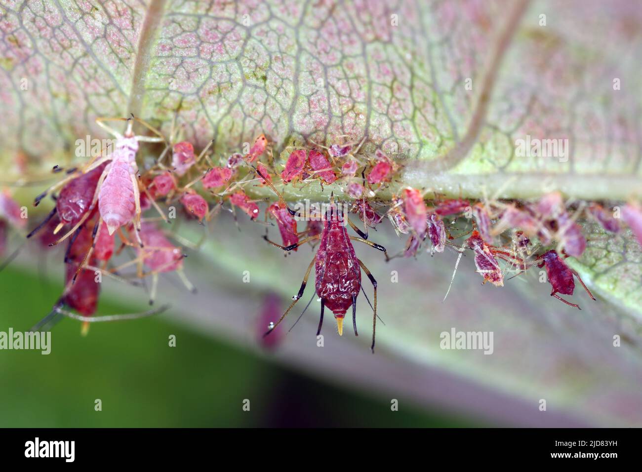 Jardin de rosier Banque de photographies et d’images à haute résolution ...
