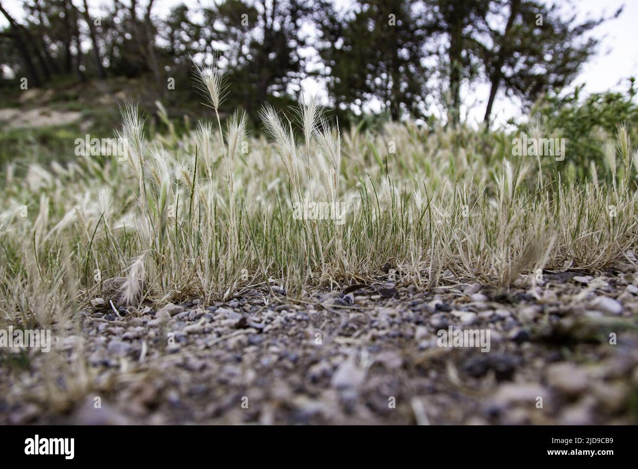 Détails de base du blé, des céréales et de la récolte Photo Stock - Alamy