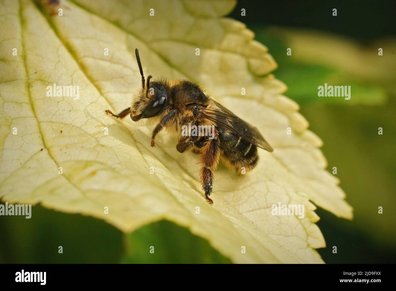 Melitta haemorrhoidalis Banque de photographies et d’images à haute ...