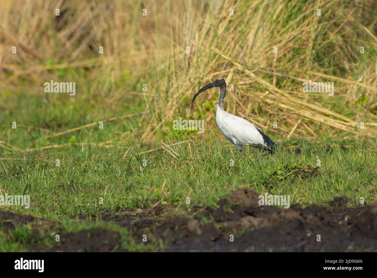 African sacred ibis threskiornis aethiopicus Banque de photographies et ...