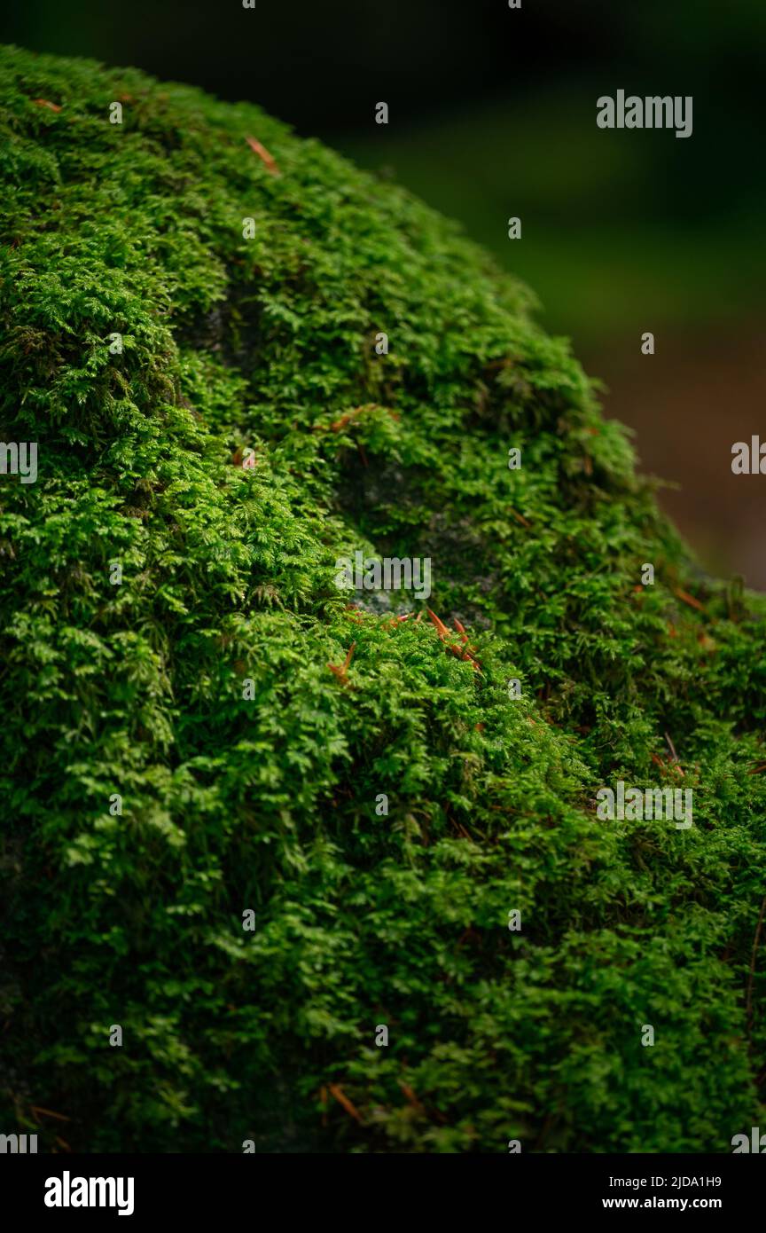 Moos im wald Banque de photographies et d’images à haute résolution - Alamy