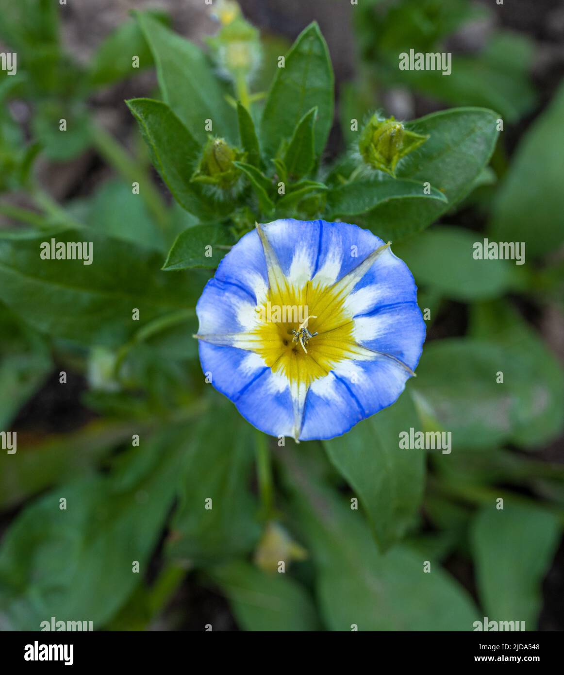 Ornamental bindweed convolvulus Banque de photographies et d’images à ...