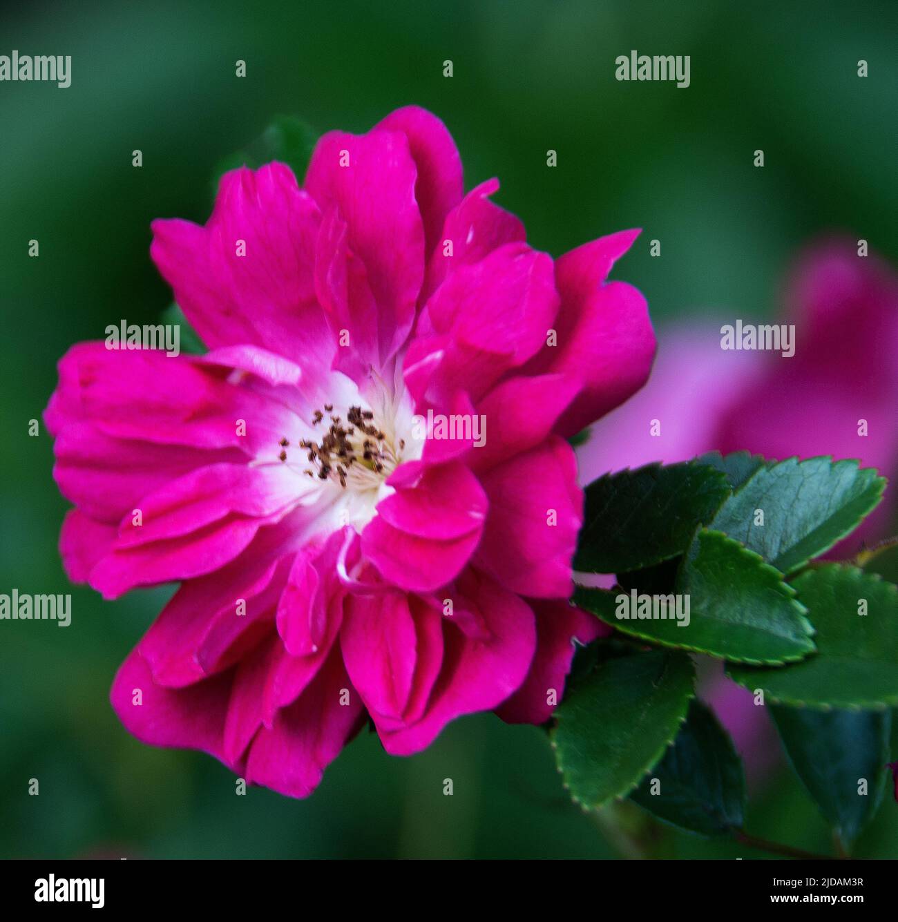 Dorothy rose Banque de photographies et d’images à haute résolution - Alamy