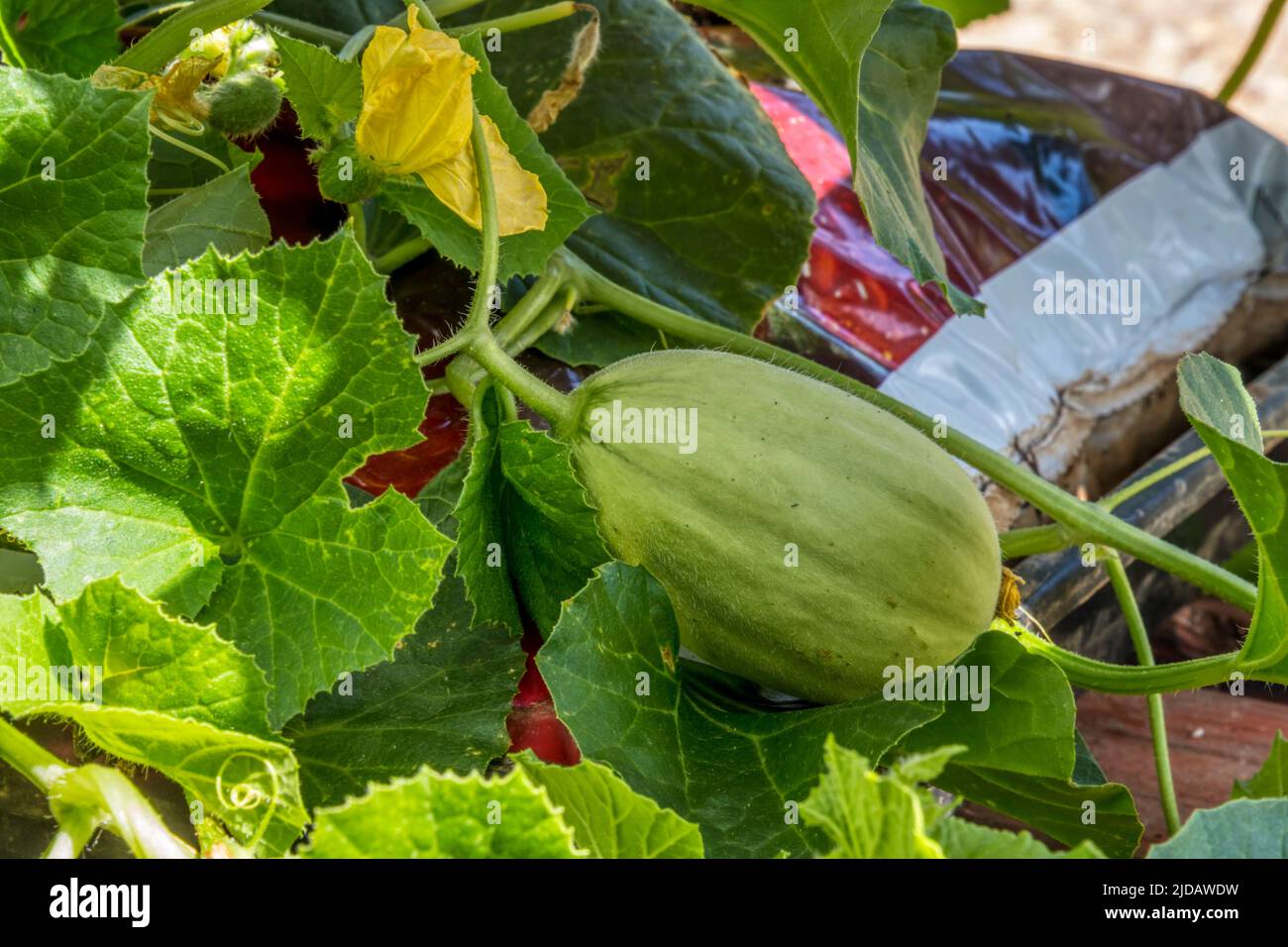 Baby melone Banque de photographies et d’images à haute résolution - Alamy