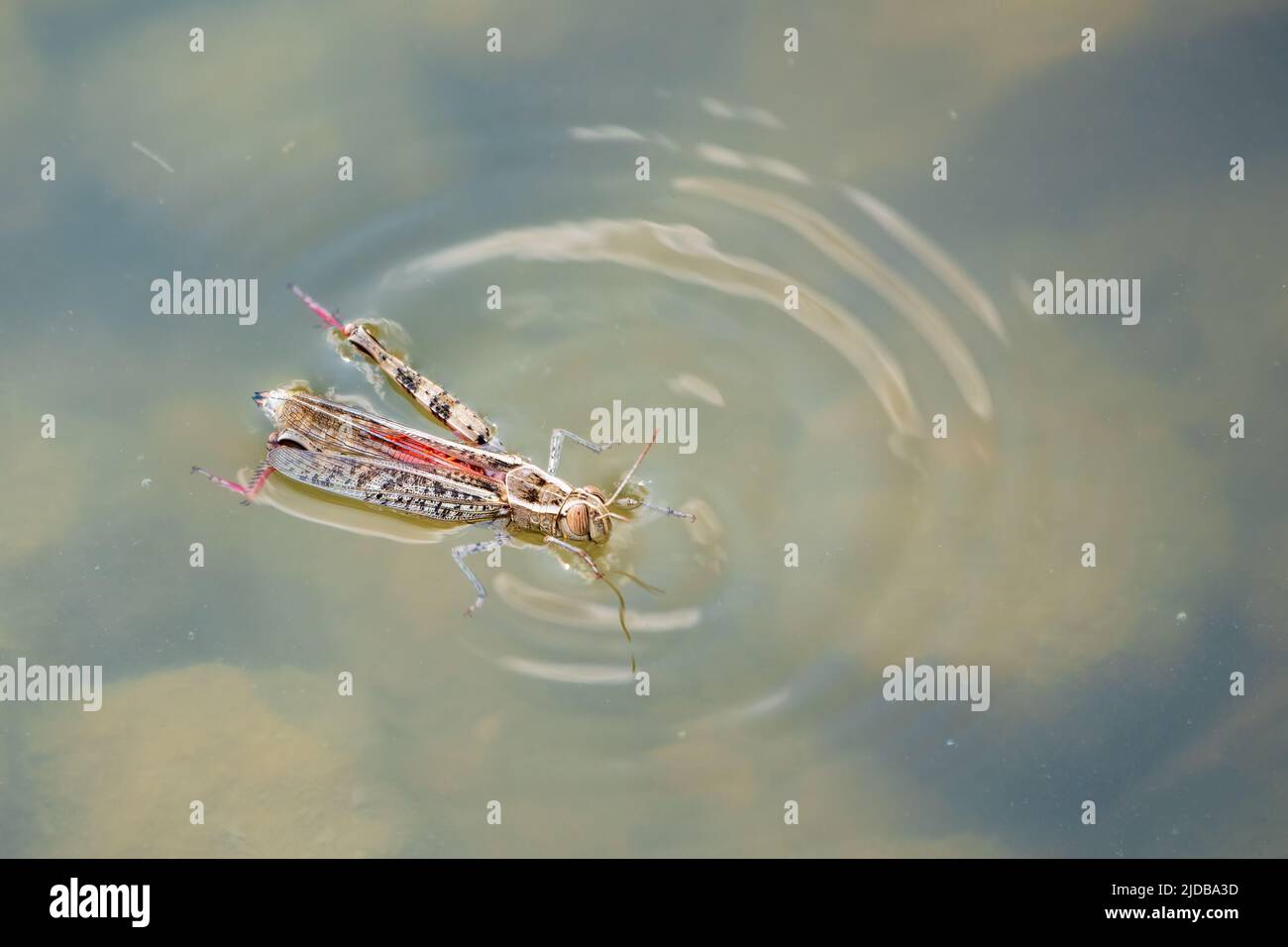 Un grand criquet migrateur brun, Locusta migratoria, est tombé dans l ...