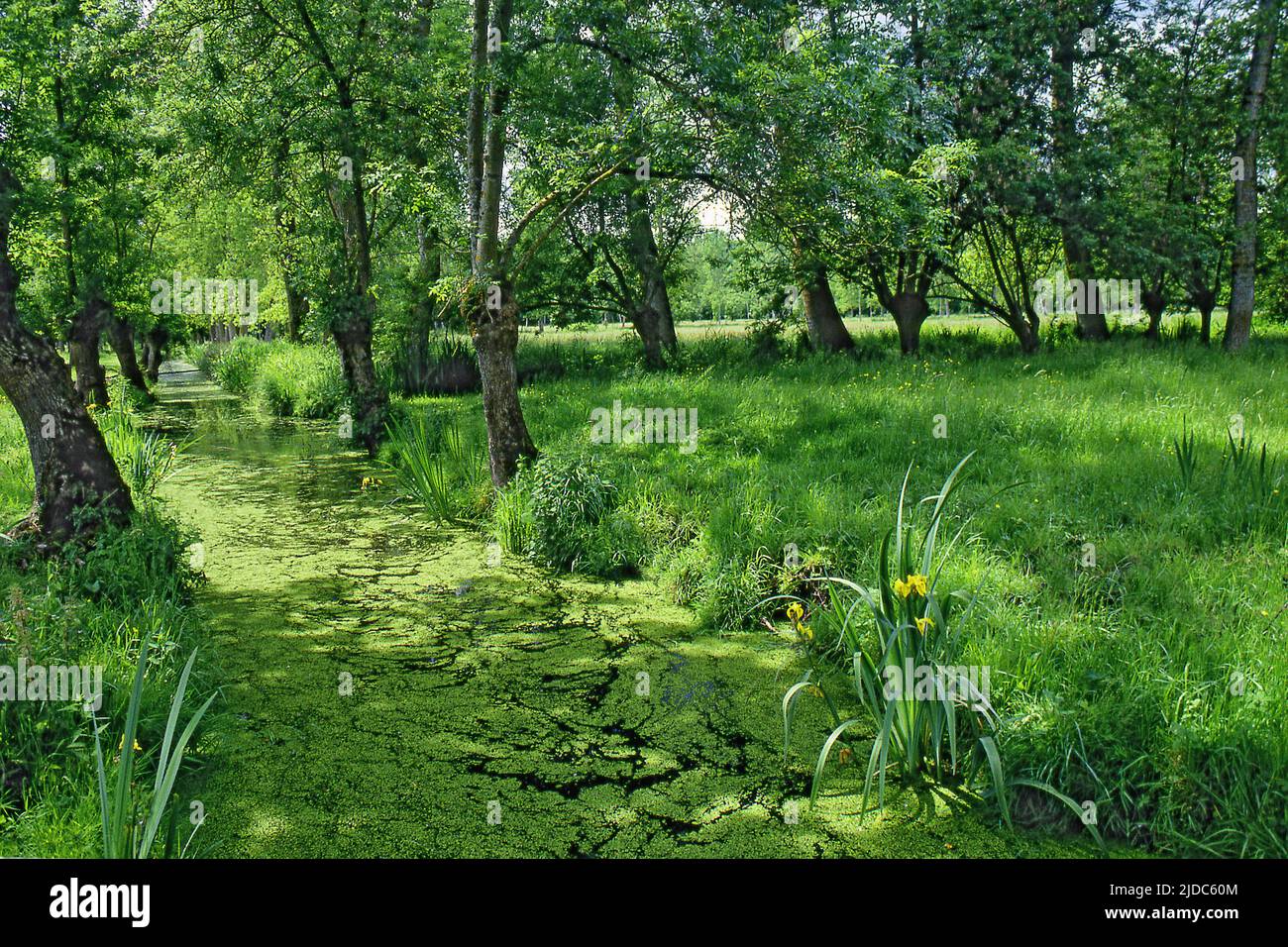 Le marais poitevin Banque de photographies et d’images à haute ...