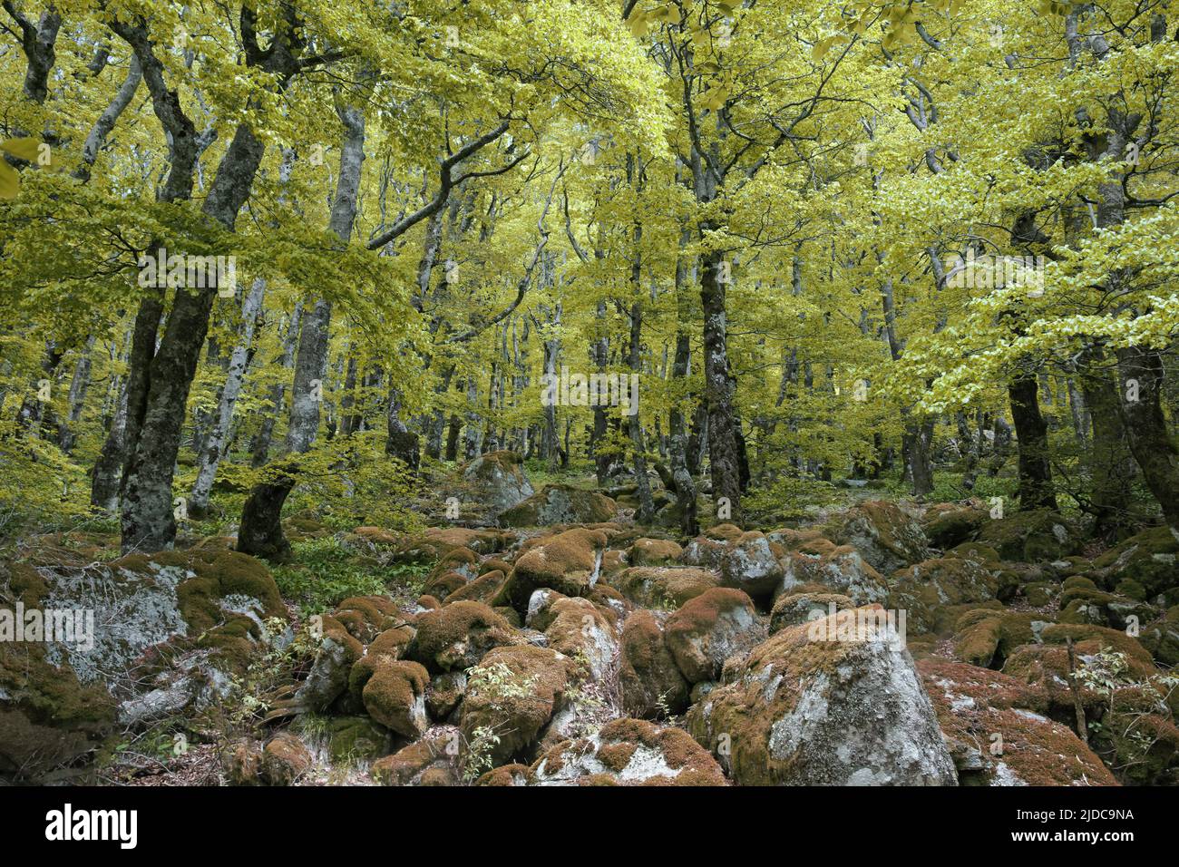 Massif de l'aigoual Banque de photographies et d’images à haute résolution - Alamy
