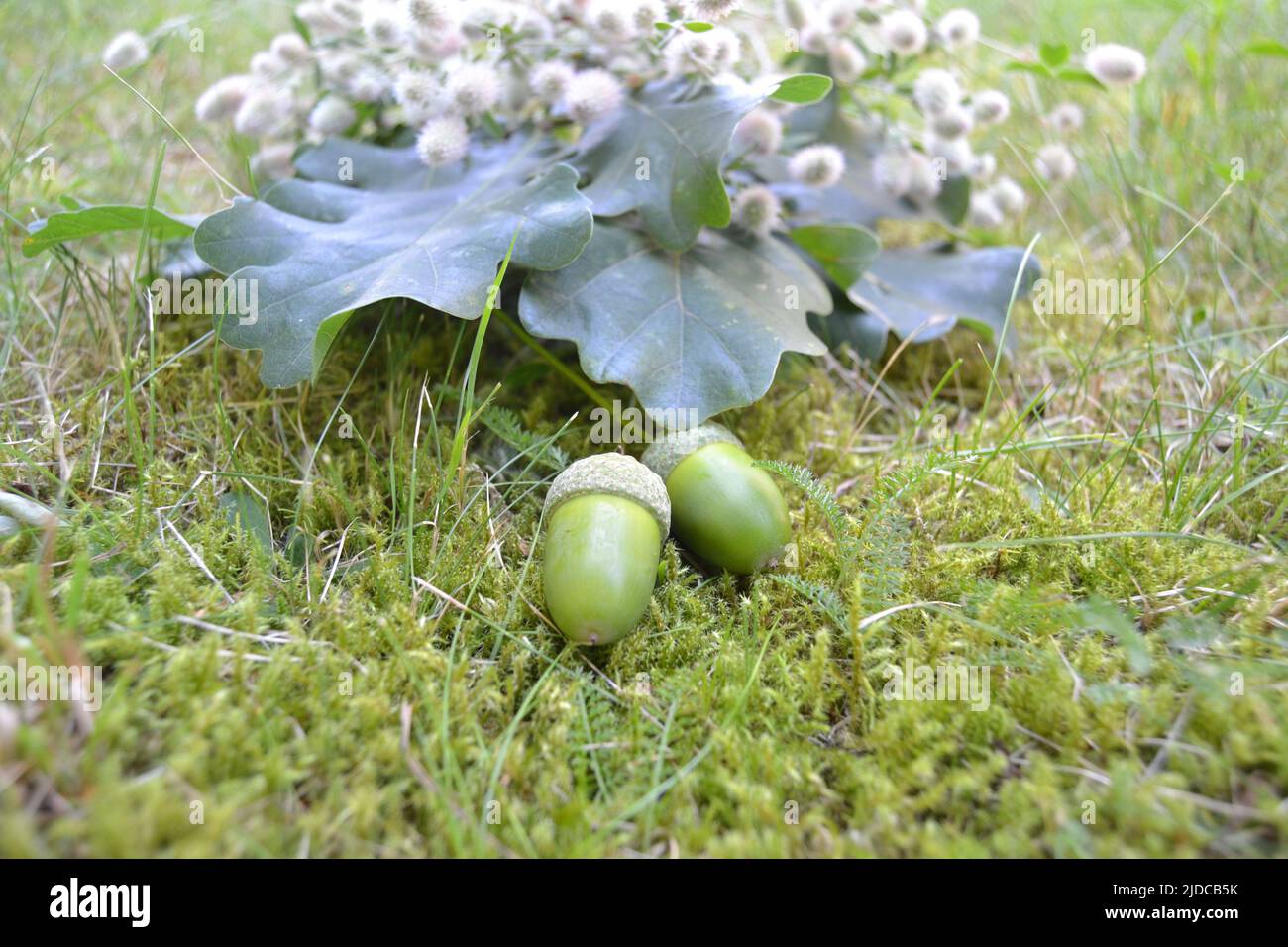 le gland se trouve sur la mousse verte de la forêt d'automne. mousse ...