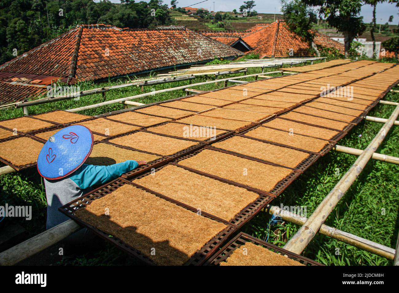 Une Femme Paysanne Arrange Des Plateaux De Séchage De Tabac à Sumedang