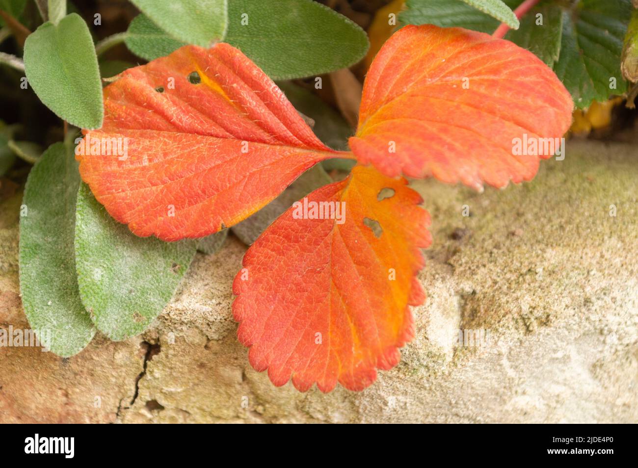 Feuilles de fraise Banque de photographies et d’images à haute ...
