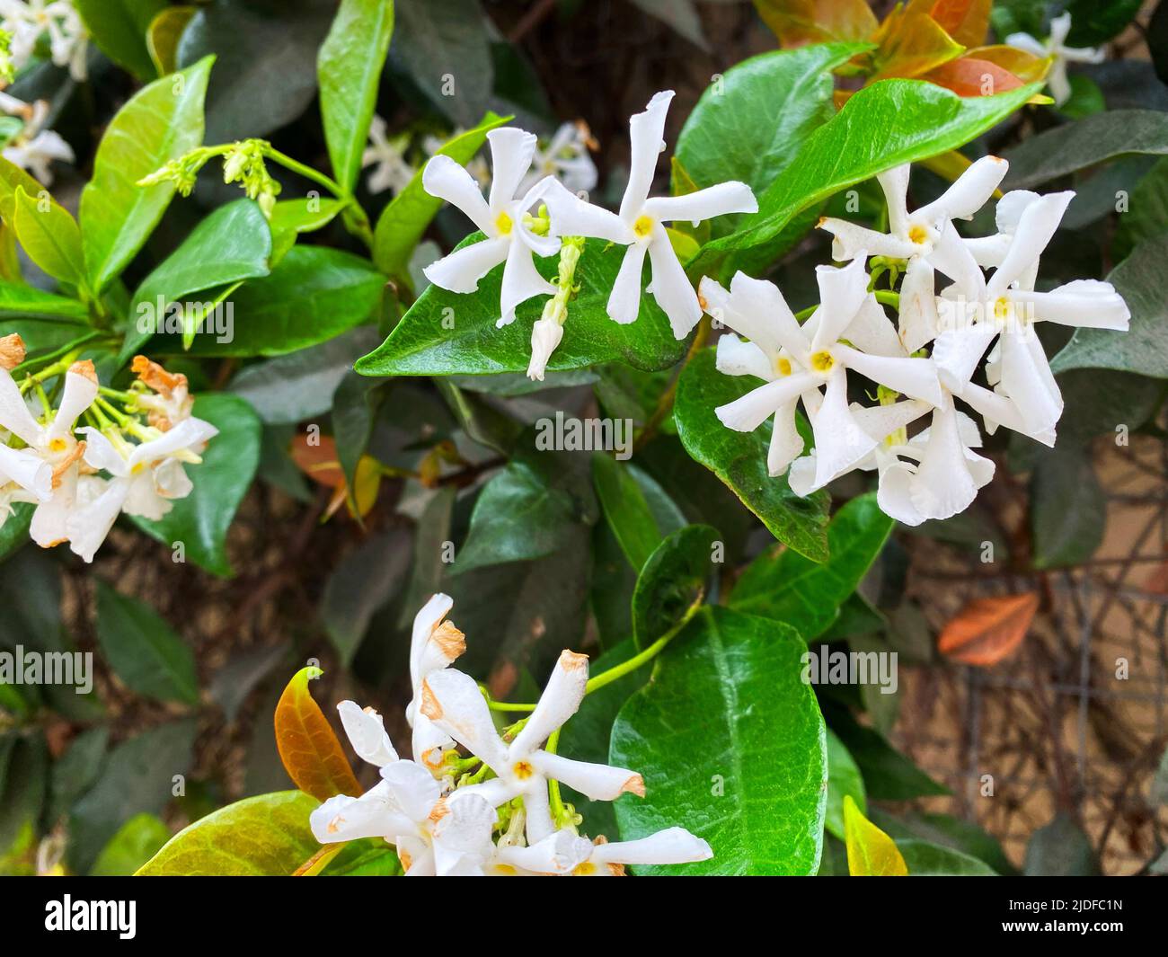 Common white jasmine jasminum officinale Banque de photographies et d ...