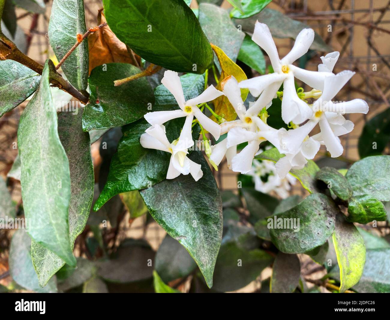 Jasmine jasminum officinale Banque de photographies et d’images à haute ...