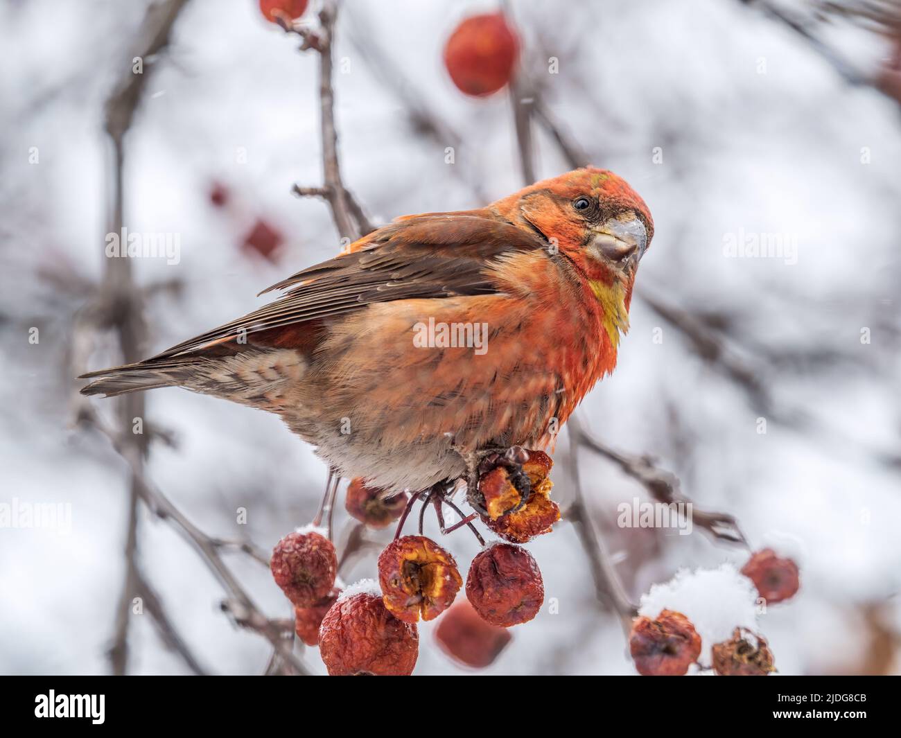 Le mâle de Red Crossbill assis sur la branche de l'arbre et mange des ...