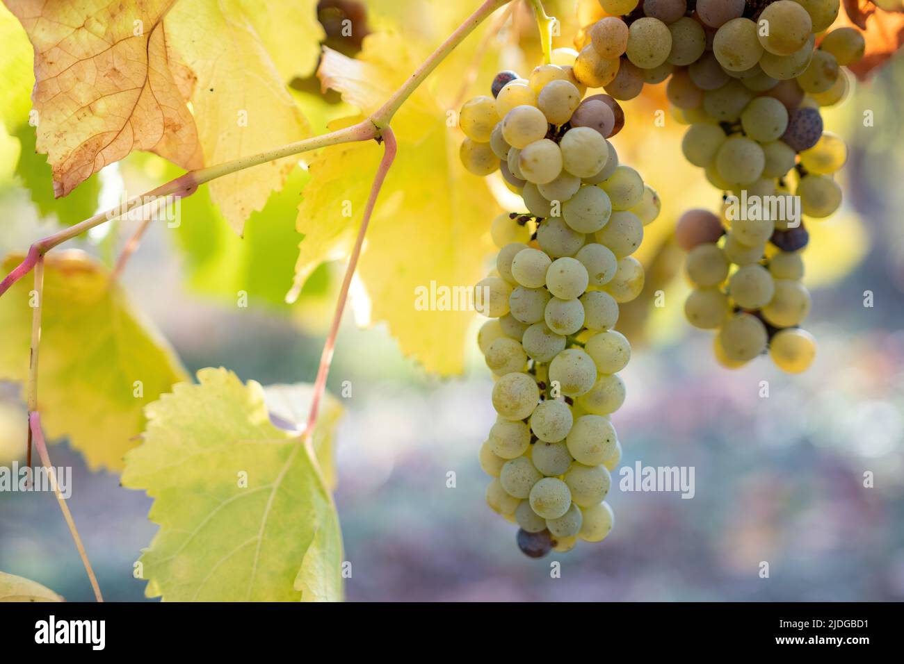 Grappe de raisin mûr parmi les feuilles de vigne au vignoble, au soleil ...