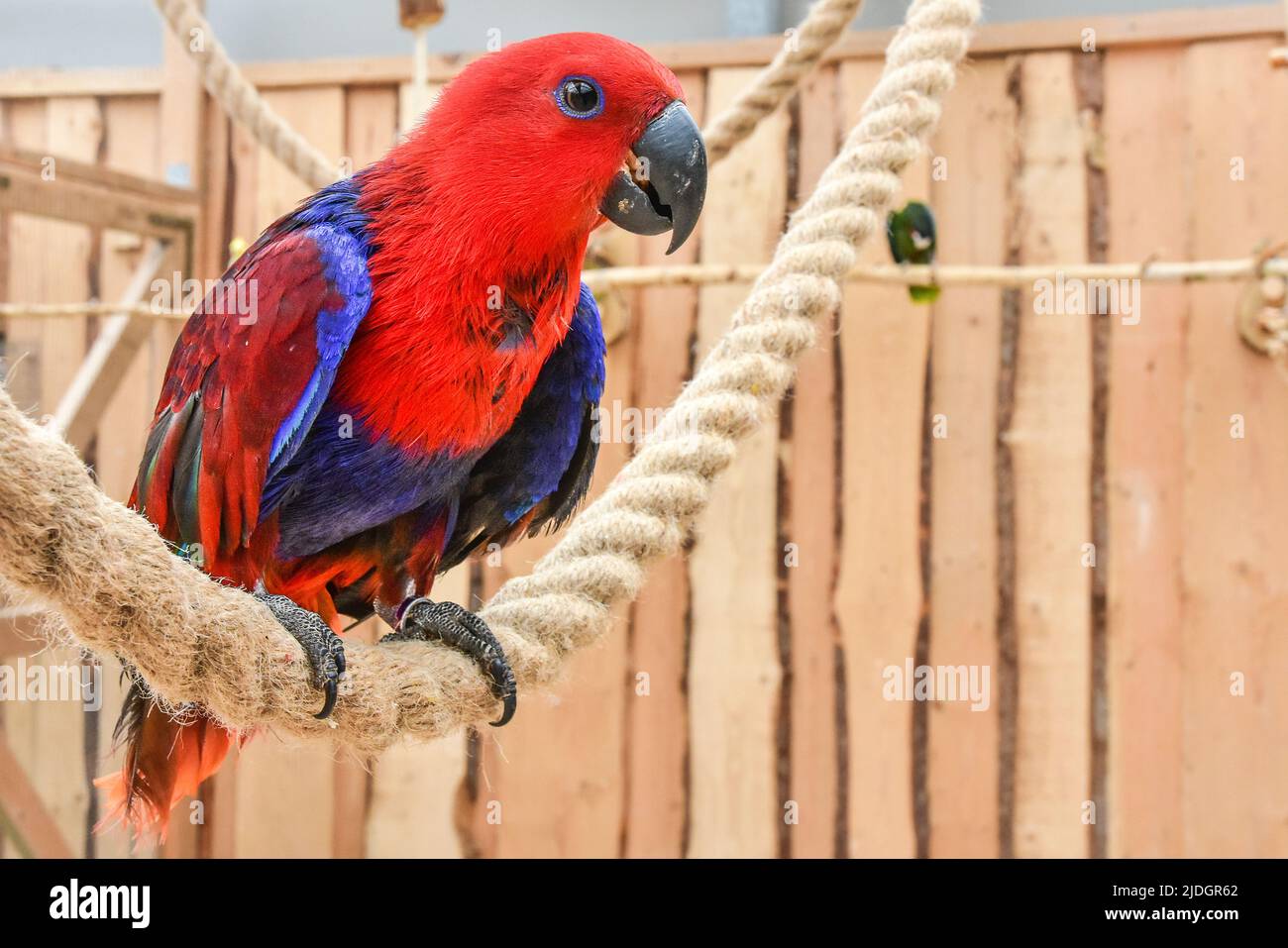 Perroquet coloré Banque de photographies et d’images à haute résolution ...
