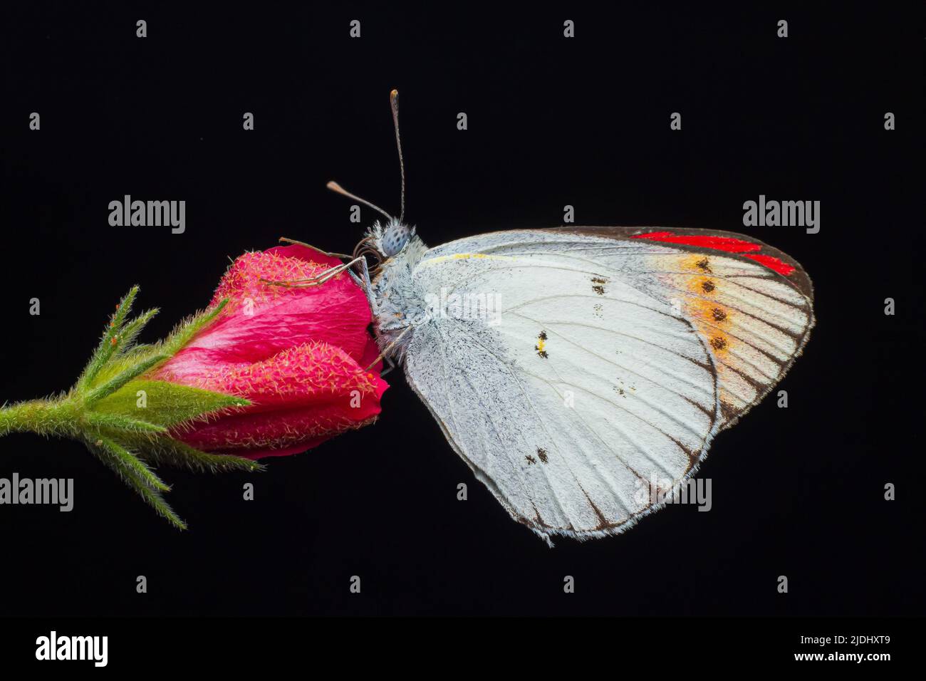 Le papillon de la pointe du scalet, nom scientifique - Colotis danae ...