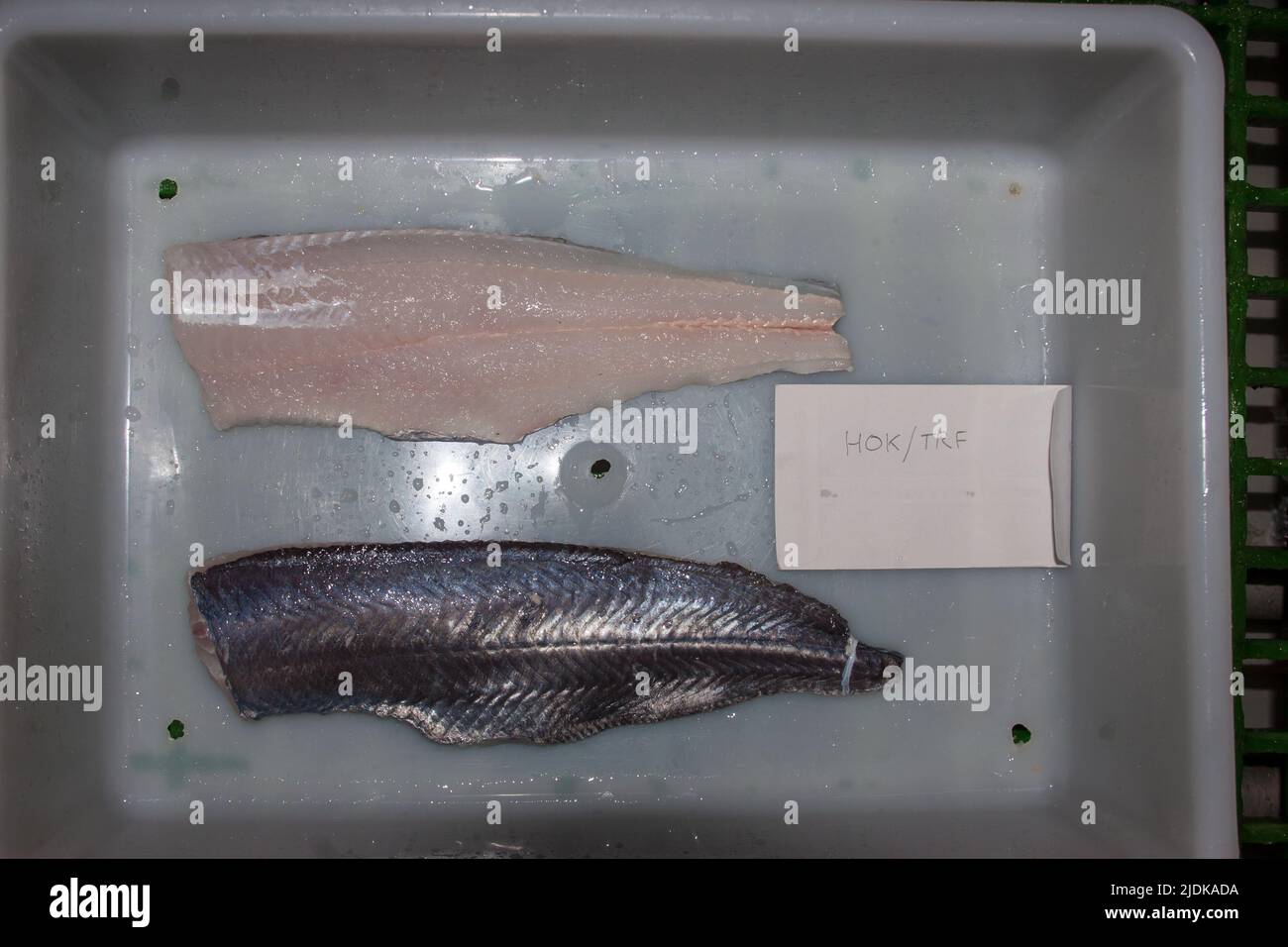 Macruronus novaezelandiae Banque de photographies et d’images à haute ...