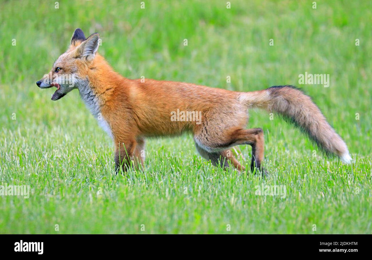 Renard renard roux animal animal sauvage Banque de photographies et d ...
