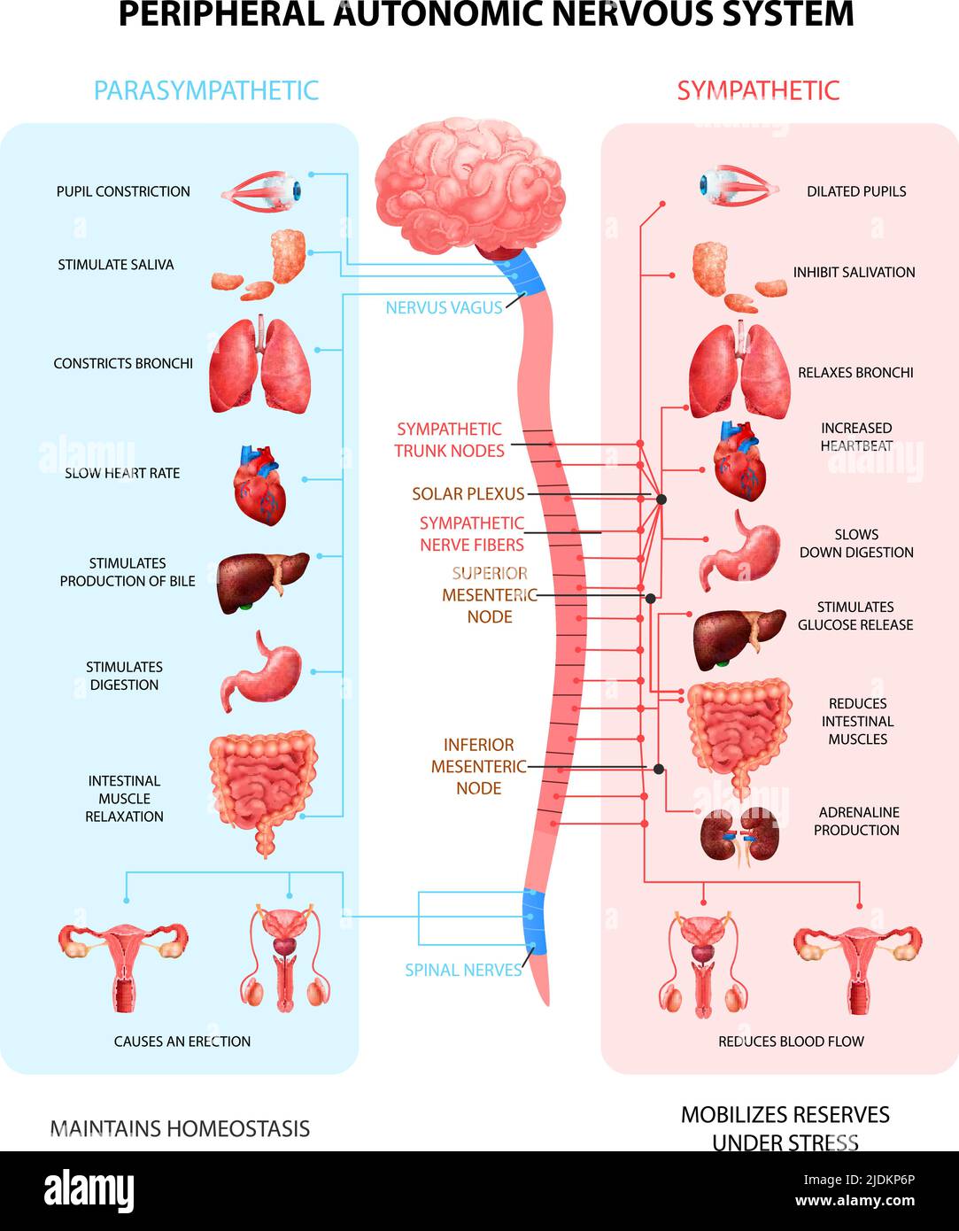 Système nerveux autonome périphérique humain avec neurones sympathiques ... Système nerveux autonome périphérique humain avec neurones sympathiques ...