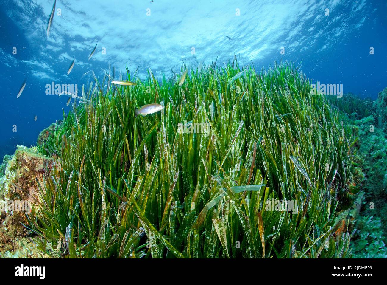 Plantes aquatiques de la mer méditerranée Banque de photographies et d ...