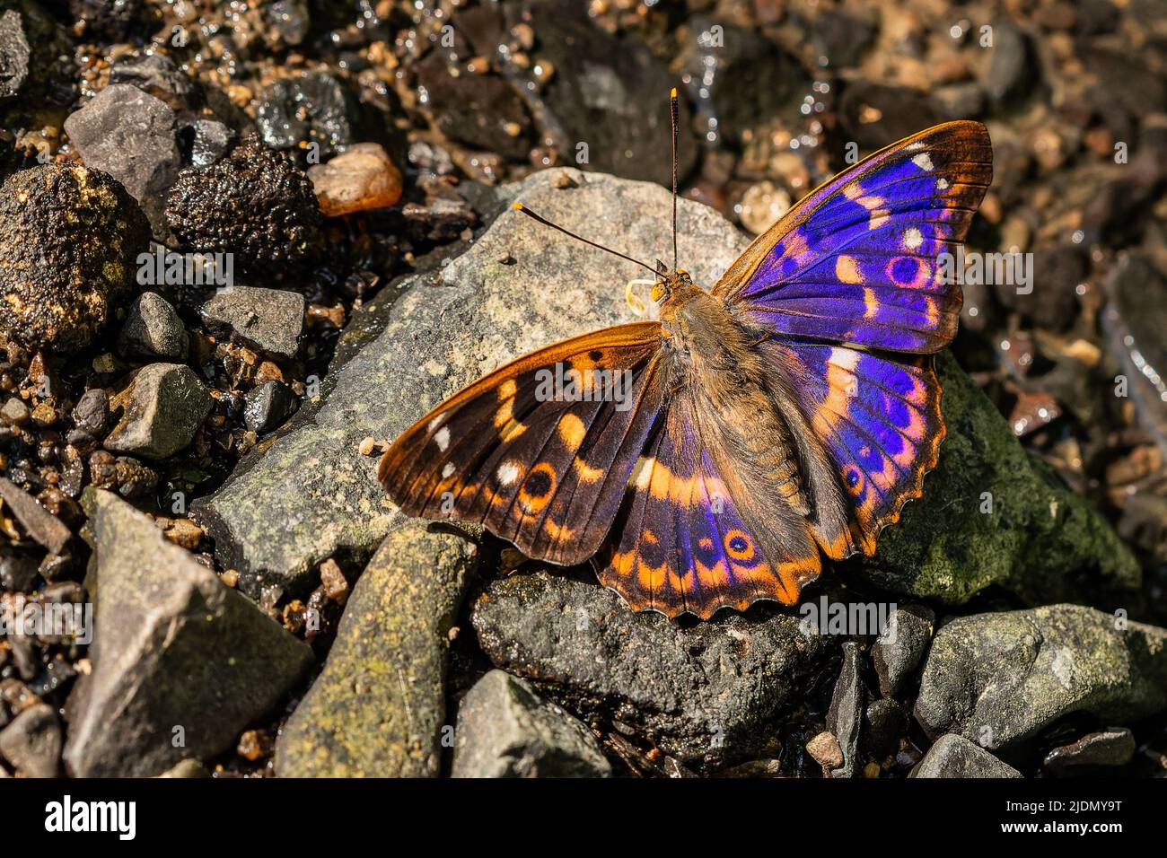 Petit empereur violet Banque de photographies et d’images à haute ...