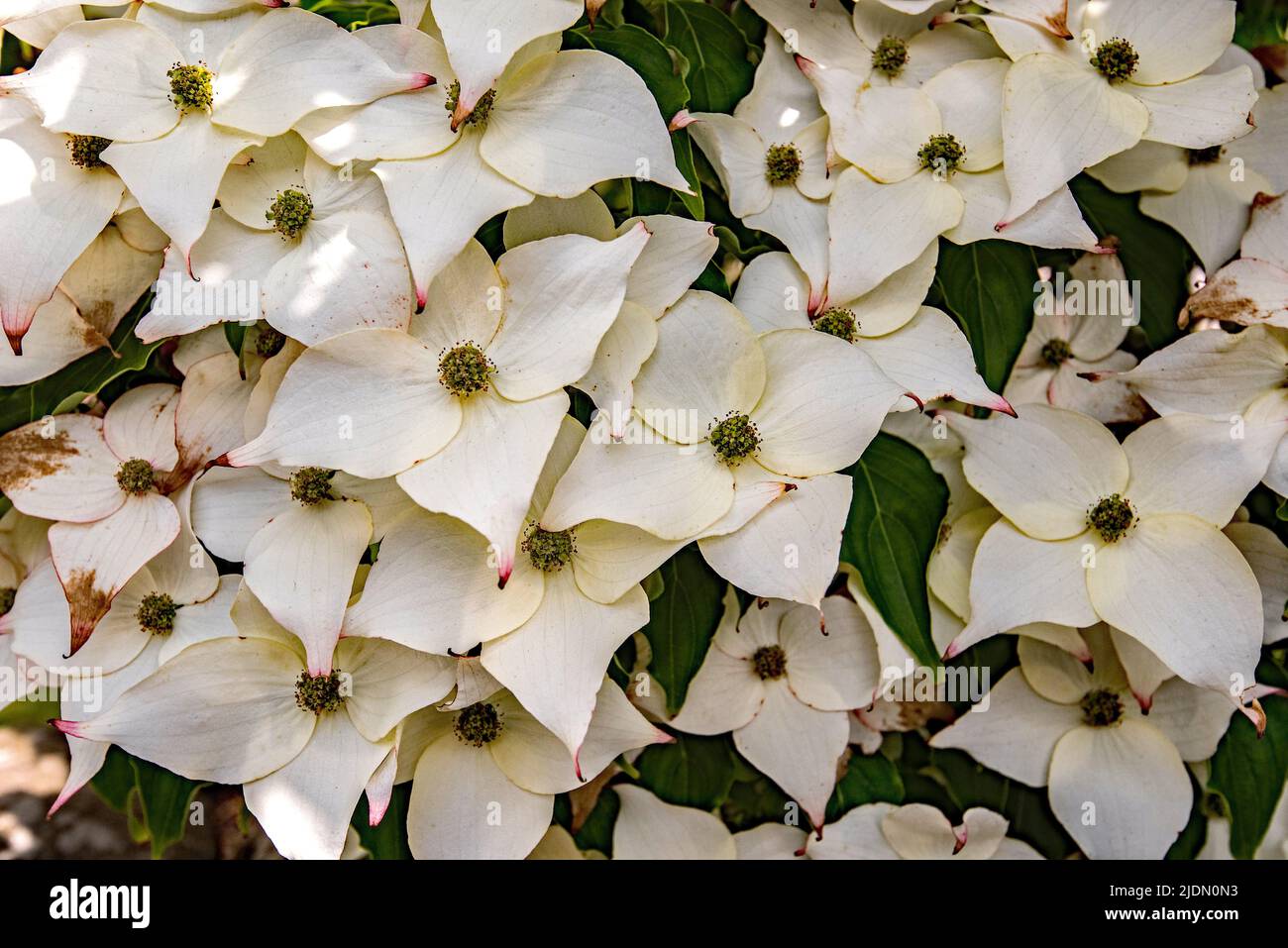 Cornus kousa var chinensis Banque de photographies et d’images à haute ...