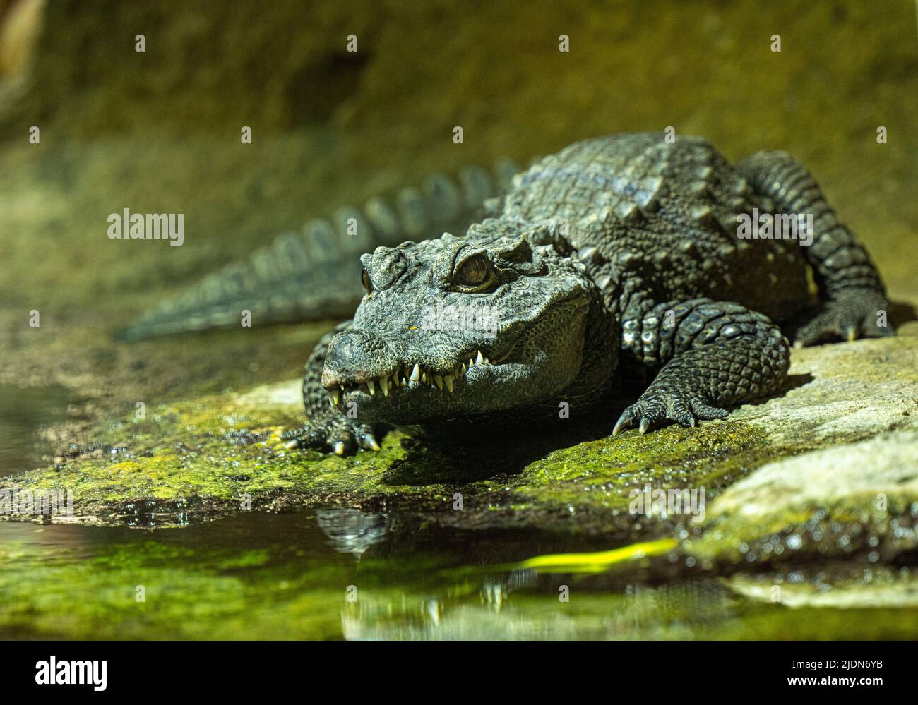 Osteolaemus tetraspis Banque de photographies et d’images à haute résolution - Alamy