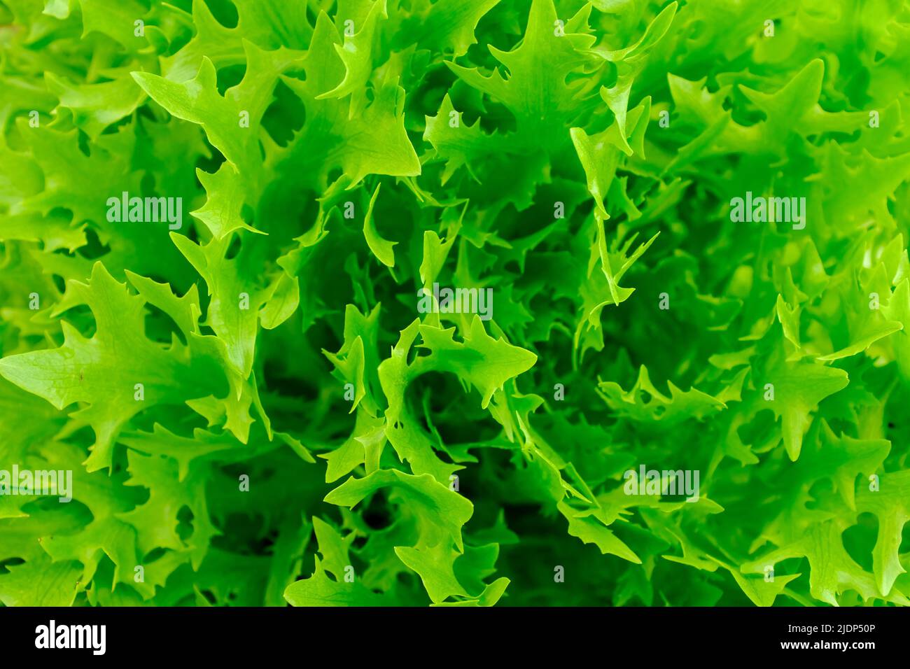 Feuilles de salade vert clair, vue de dessus. Légumes à feuilles vertes ...
