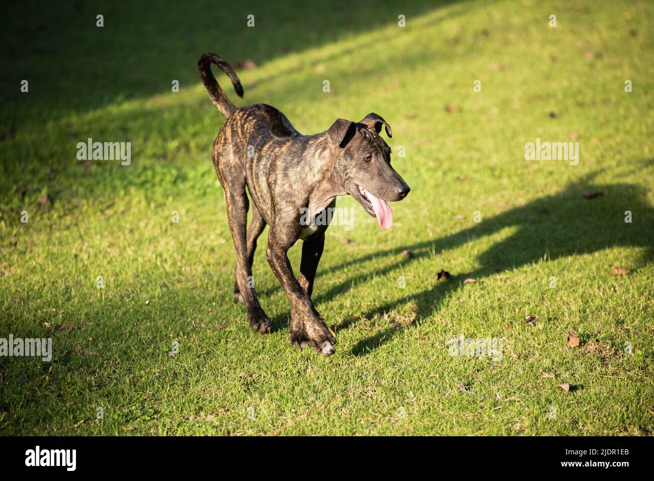 Chien phu quoc Banque de photographies et d’images à haute résolution ...